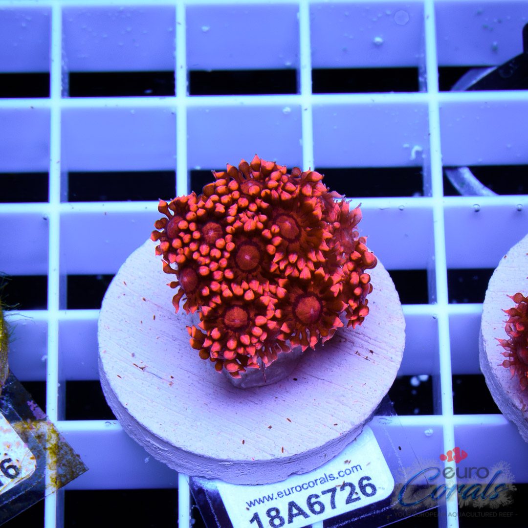 EC Goniopora Jewel Long Polyp – Euro Corals