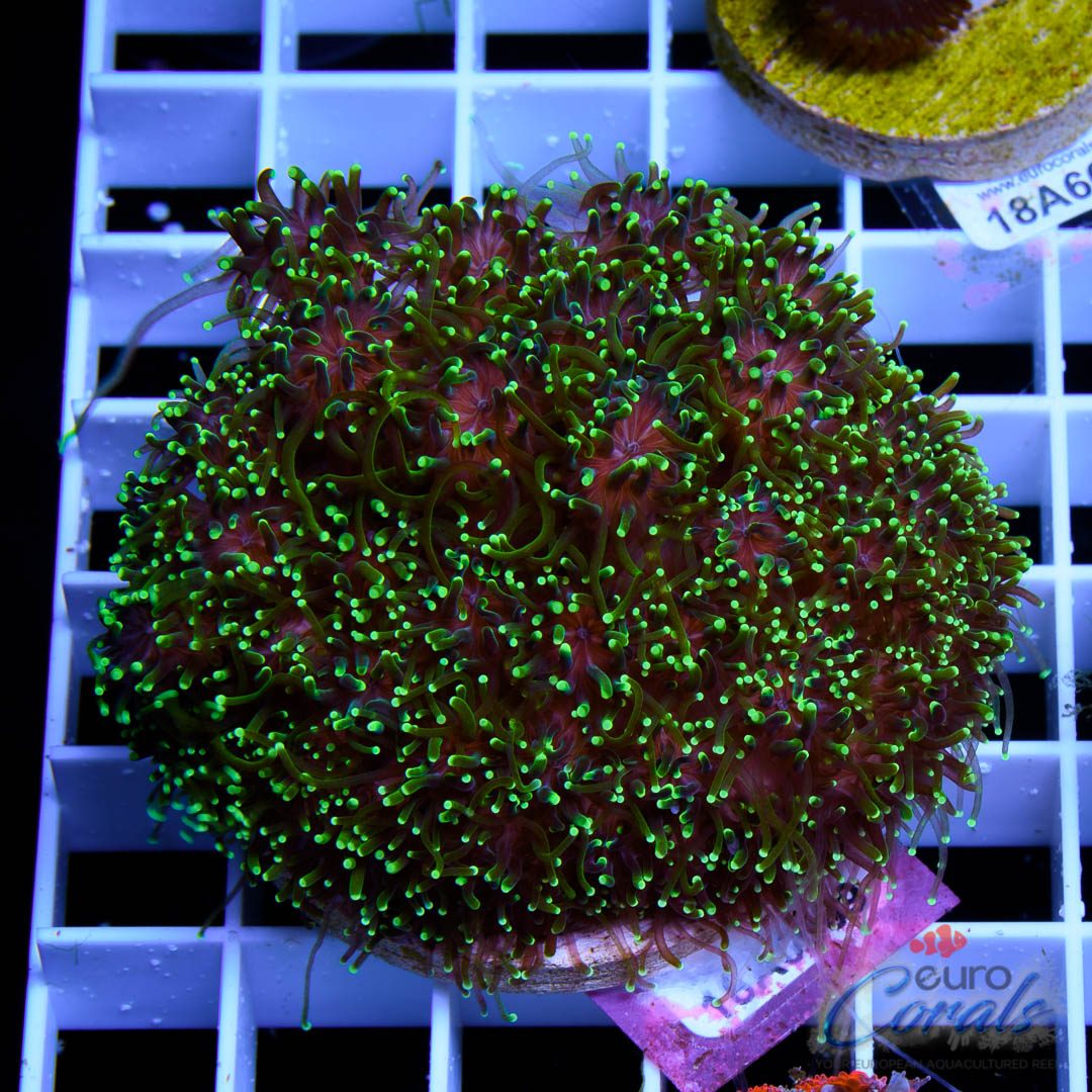 EC Green Galaxea – Euro Corals