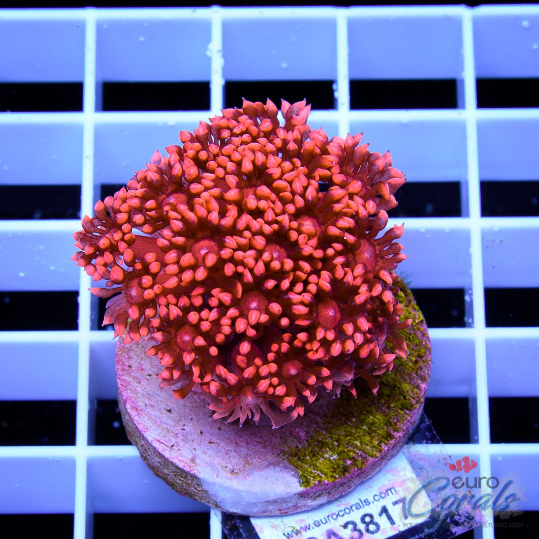 EC Goniopora Jewel Long Polyp - Euro Corals