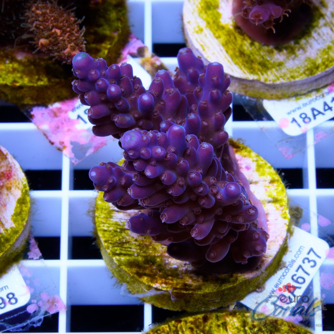 EC Purple Monster Acro - Euro Corals