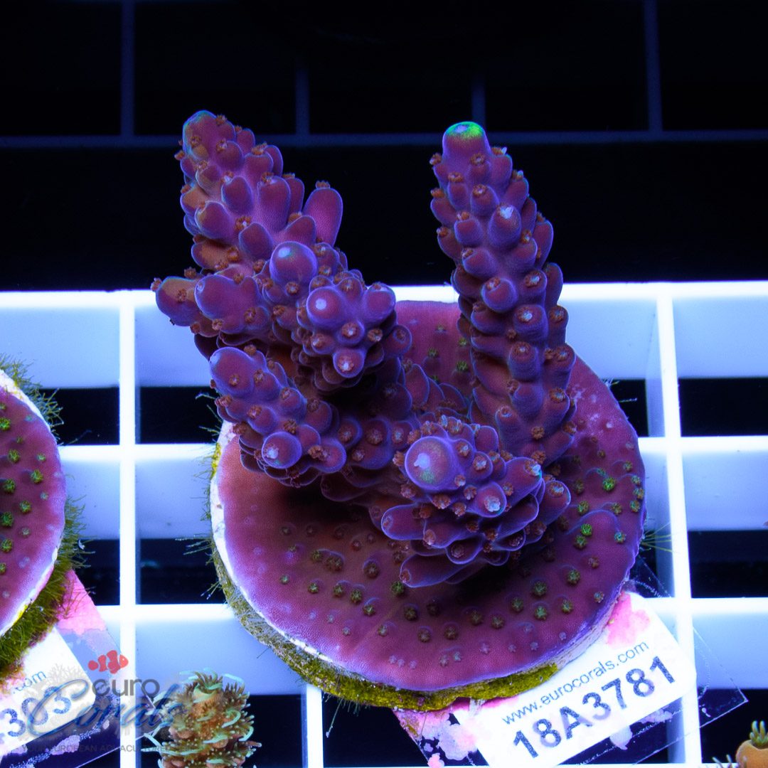 EC Grafted Purple Monster Acro RARE - Euro Corals