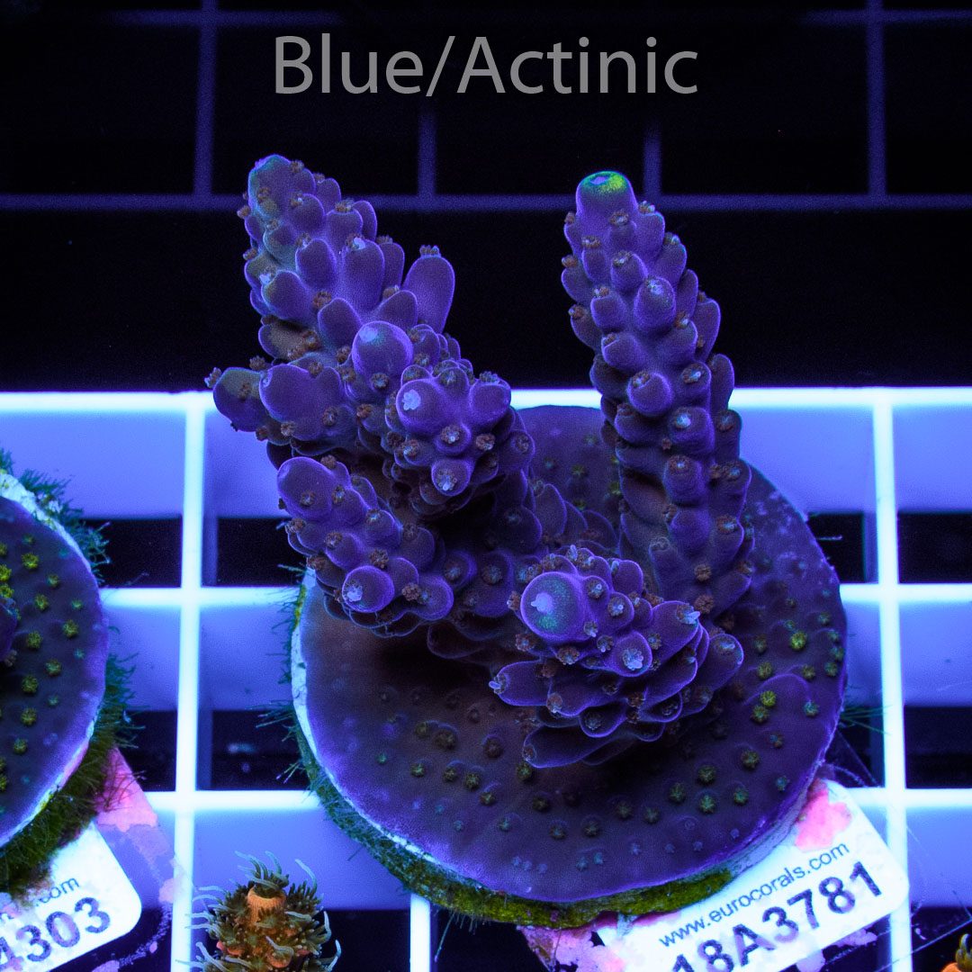 EC Grafted Purple Monster Acro RARE - Euro Corals