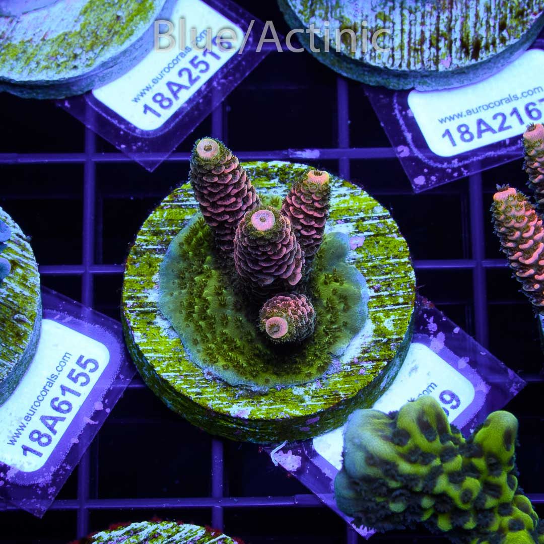 EC Princess Peach Acro – Euro Corals