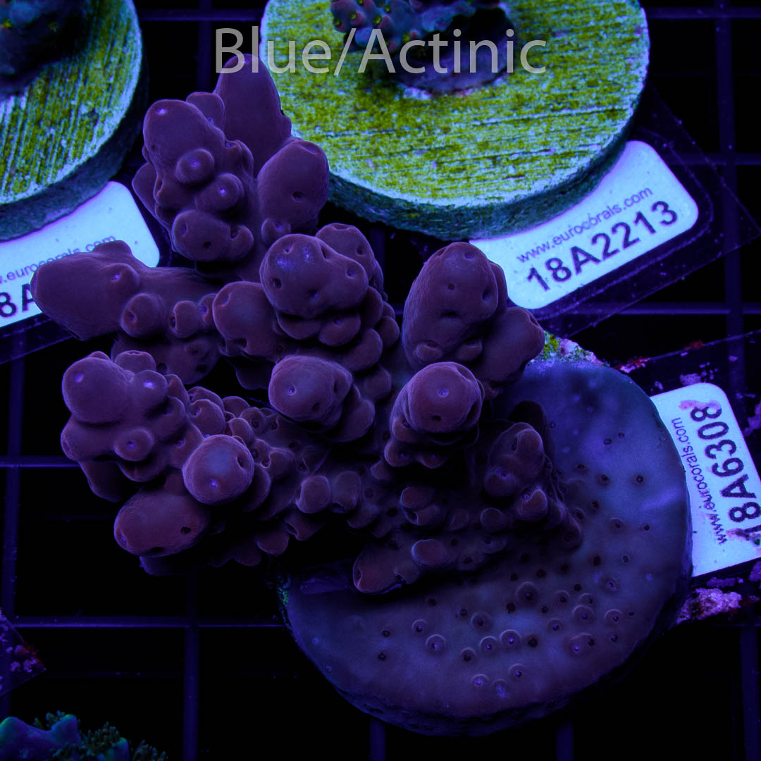 EC Purple Candle Acro – Euro Corals