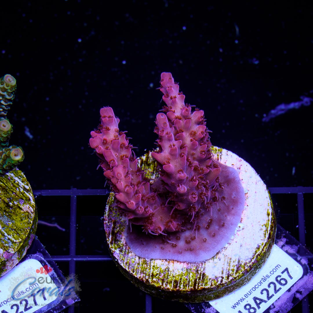 EC Akil’s Red Diablo Acro – Euro Corals