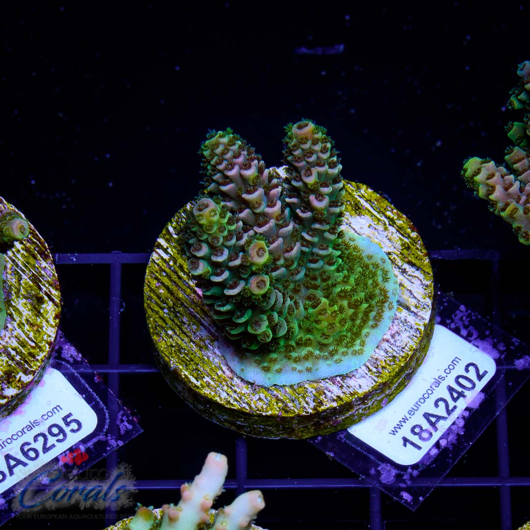 EC Princess Peach Acro – Euro Corals