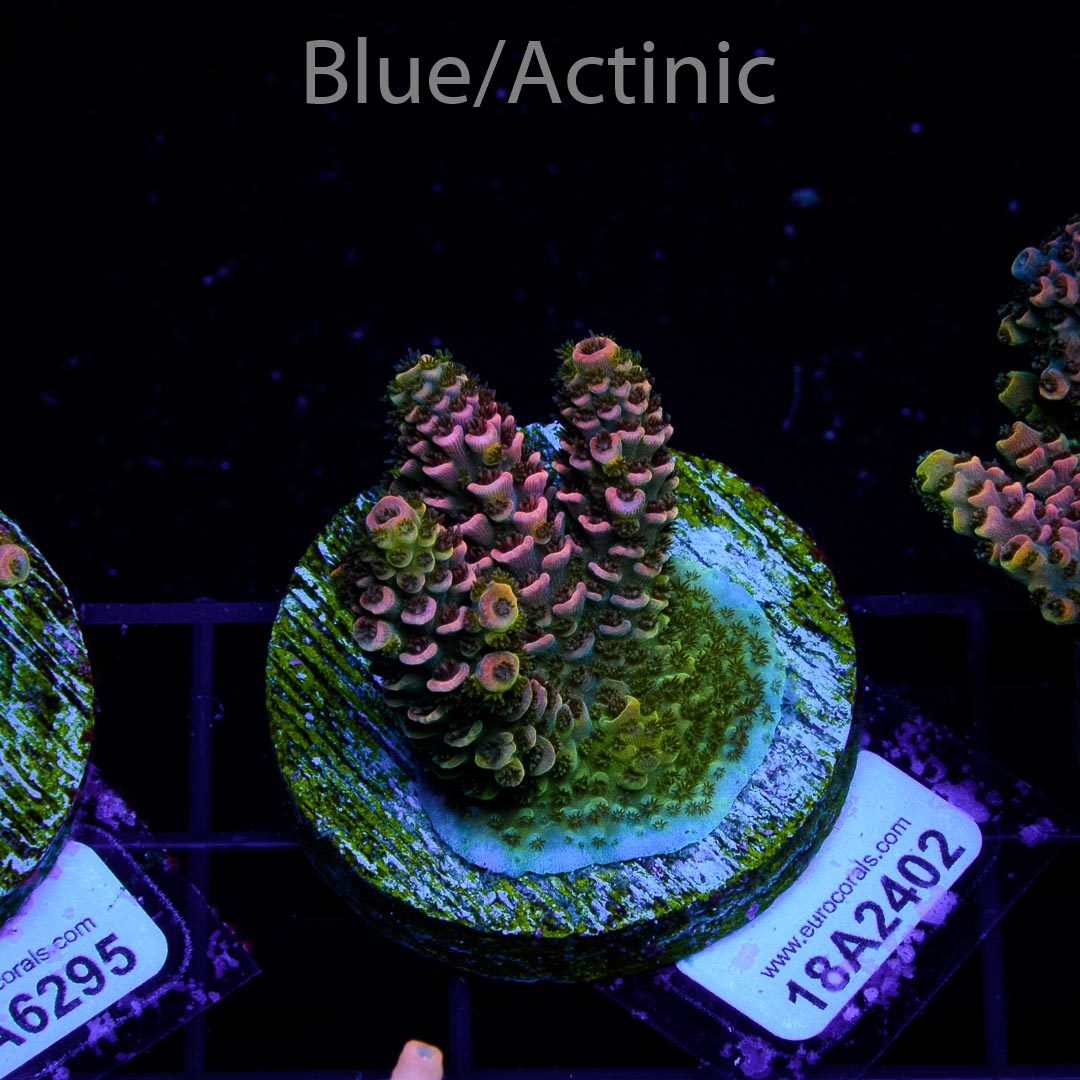 EC Princess Peach Acro – Euro Corals