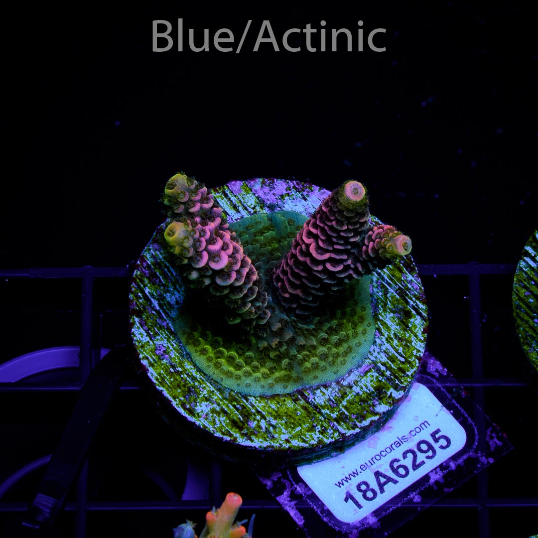 EC Princess Peach Acro – Euro Corals
