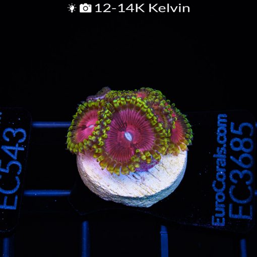 EC Pink Monster Zoa – Euro Corals