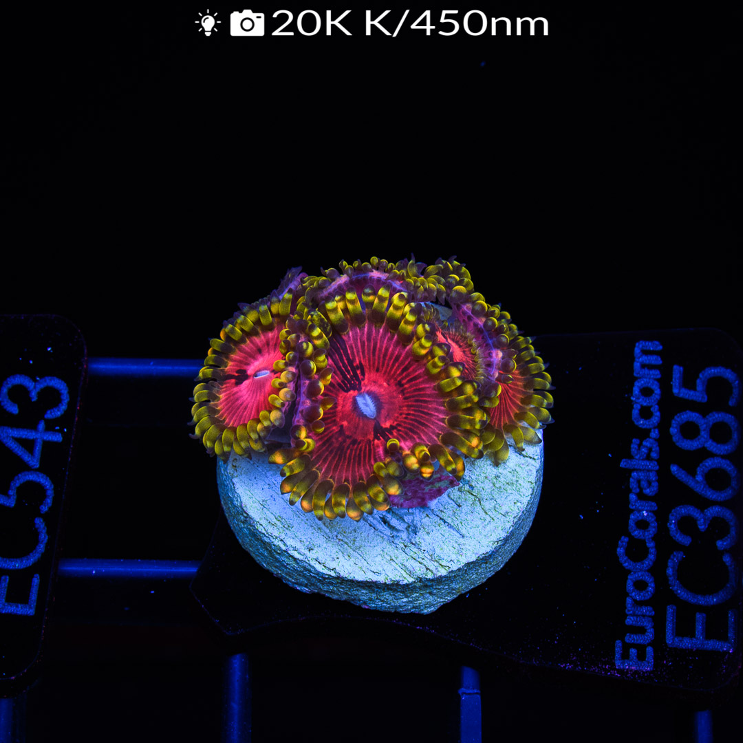 EC Pink Monster Zoa – Euro Corals