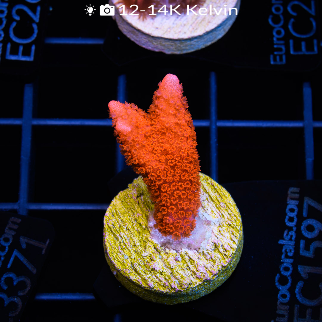 EC Super Red Digi – Euro Corals