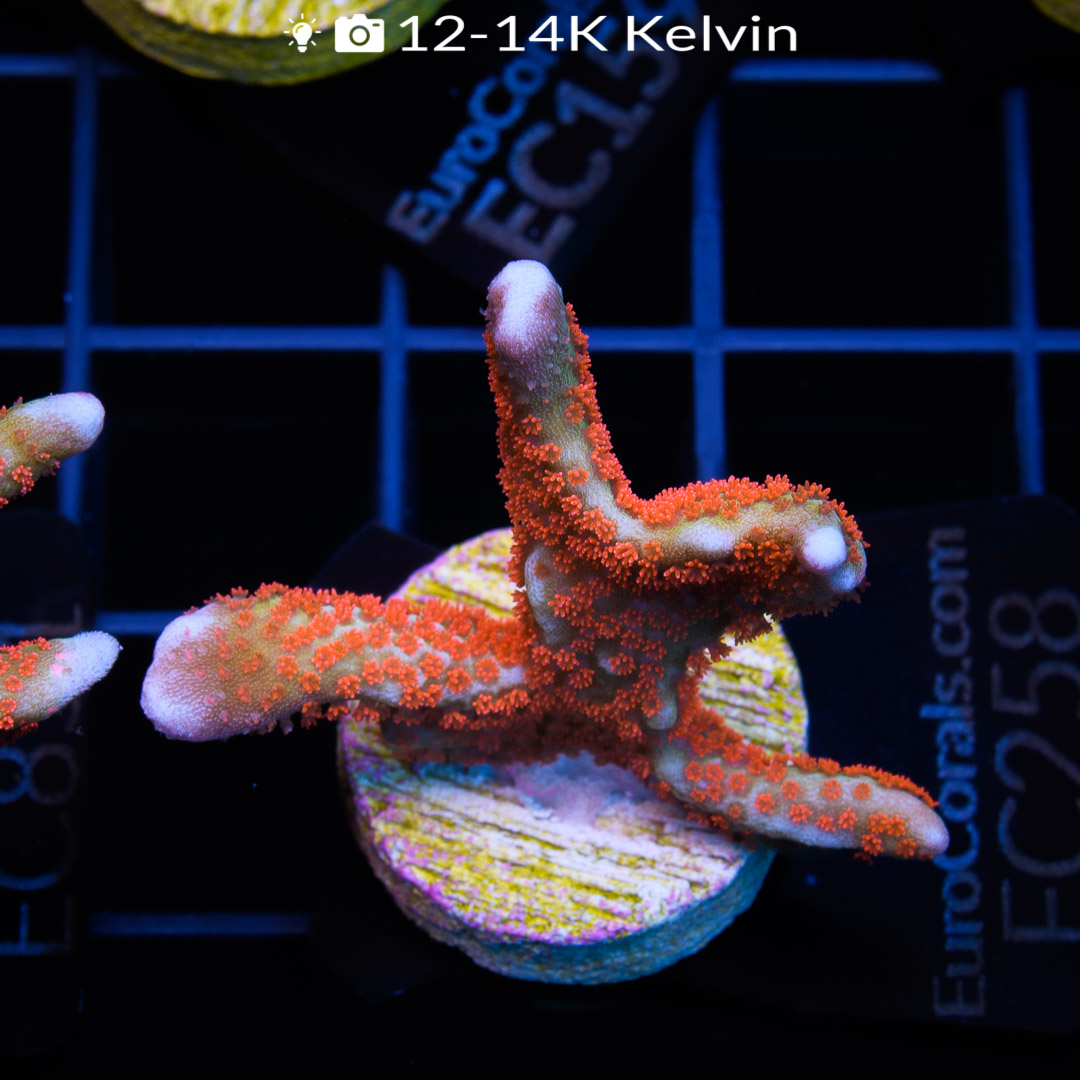 EC ForestFire Digi – Euro Corals