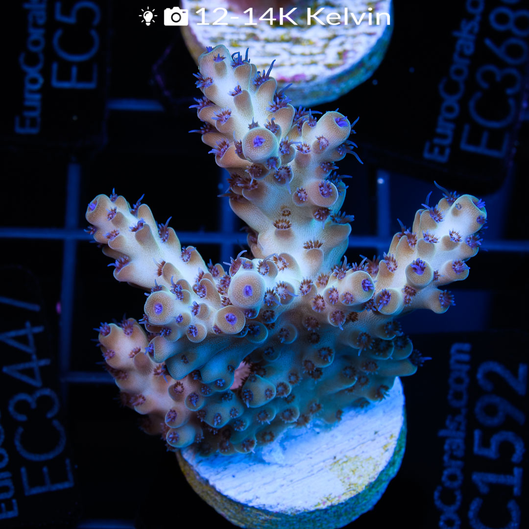 EC Rainbow BlueBerry Acro – Euro Corals
