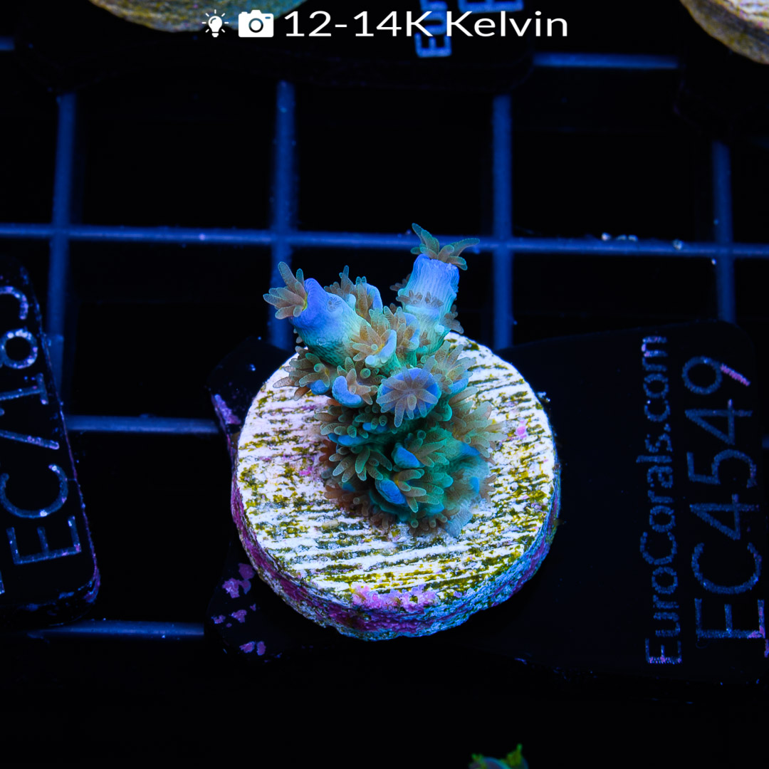 EC WaltDisney Blue Acro – Euro Corals