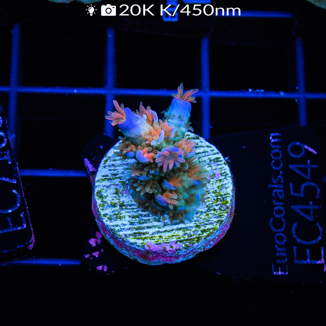 EC WaltDisney Blue Acro – Euro Corals