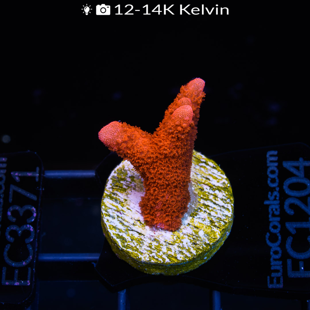 EC Super Red Digi – Euro Corals