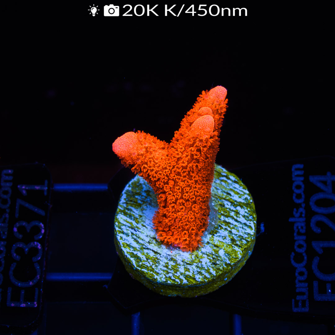 EC Super Red Digi – Euro Corals