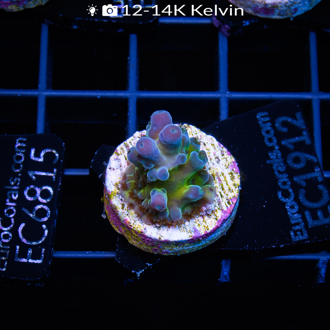 EC Electric Miyagi Tort Acro – Euro Corals
