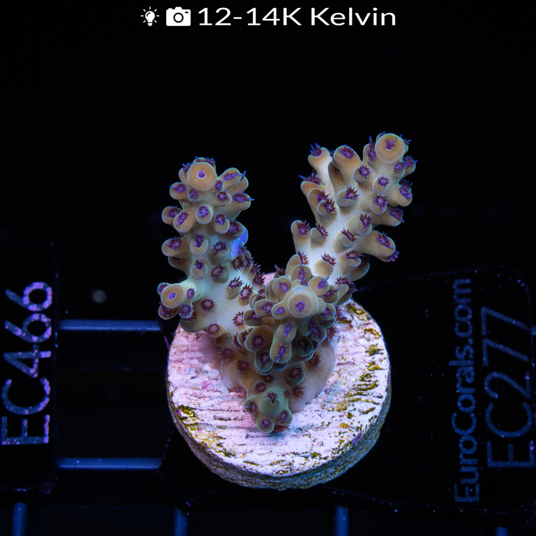 EC Rainbow Blueberry SC Acro – Euro Corals