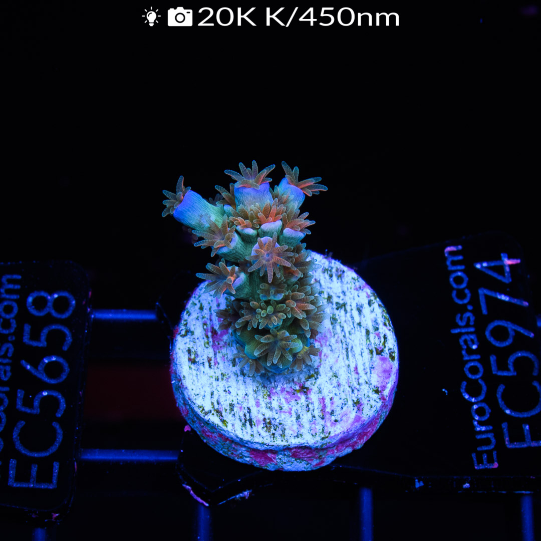 EC WaltDisney Blue Acro – Euro Corals