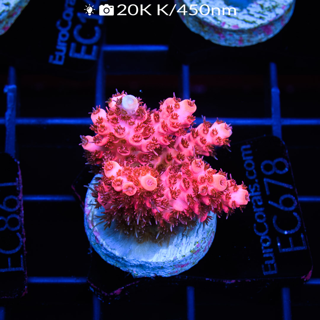 EC Rainbow Pink Flamingo Acro – Euro Corals