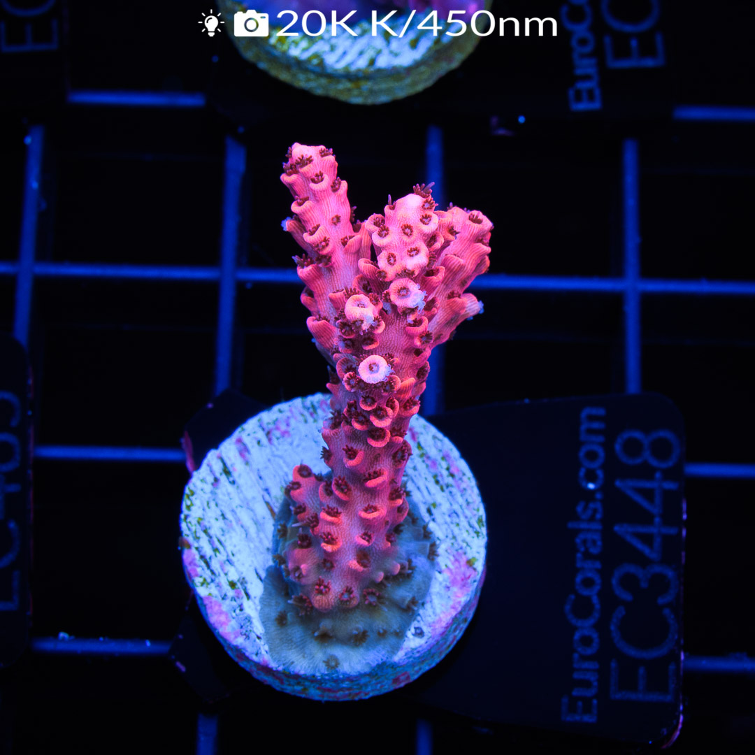EC Rainbow Pink Flamingo Acro – Euro Corals