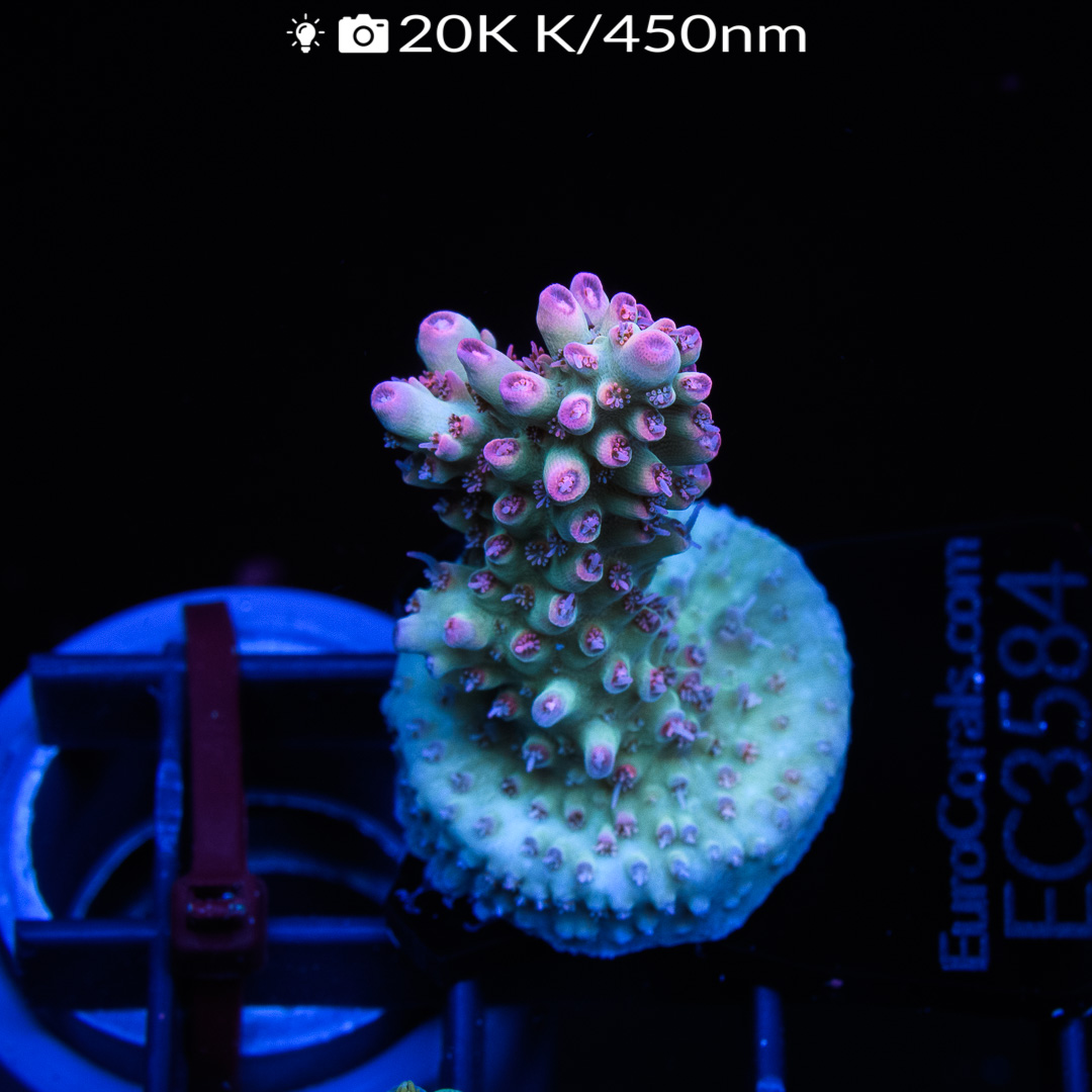 SPS Corals Archives - Euro Corals