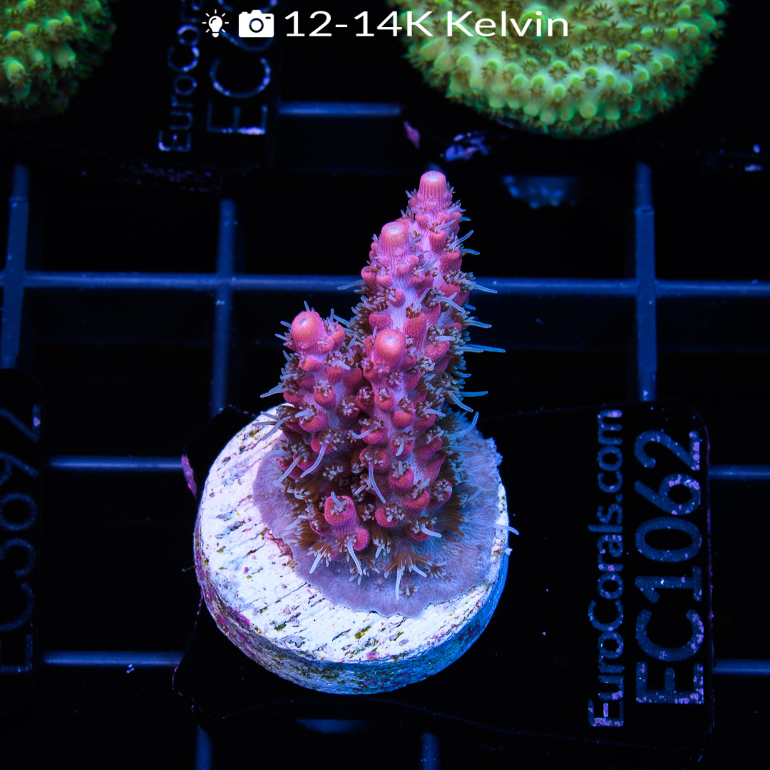 EC Hippie Juice Acro – Euro Corals