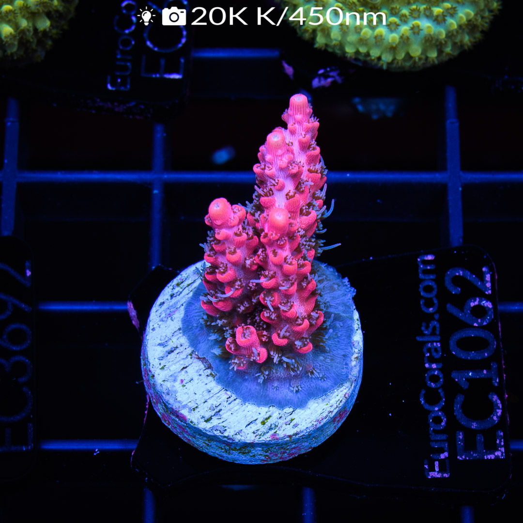 EC Hippie Juice Acro – Euro Corals