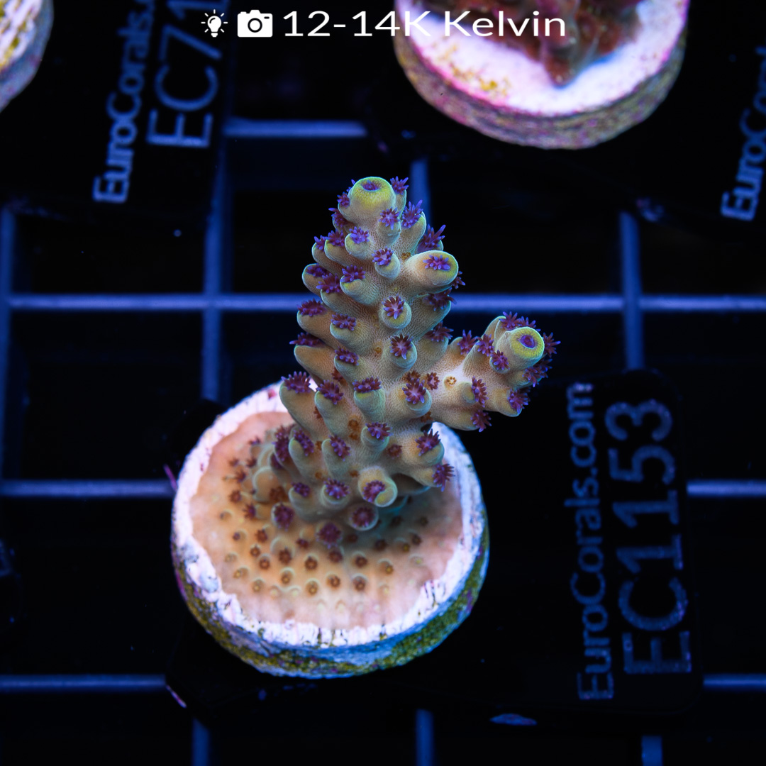 EC Rainbow Blueberry SC Acro – Euro Corals