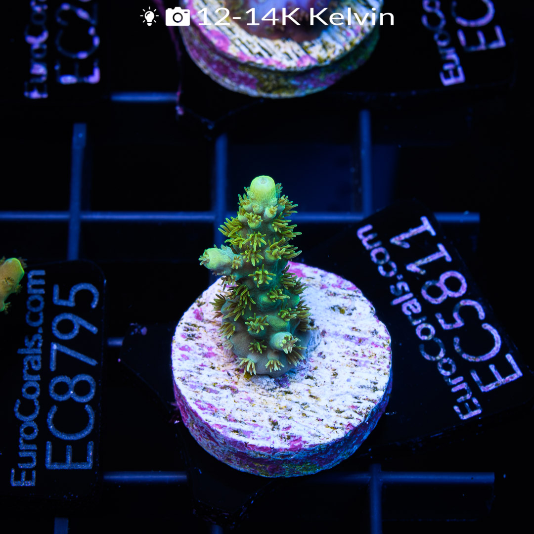 EC Firefly Acro – Euro Corals