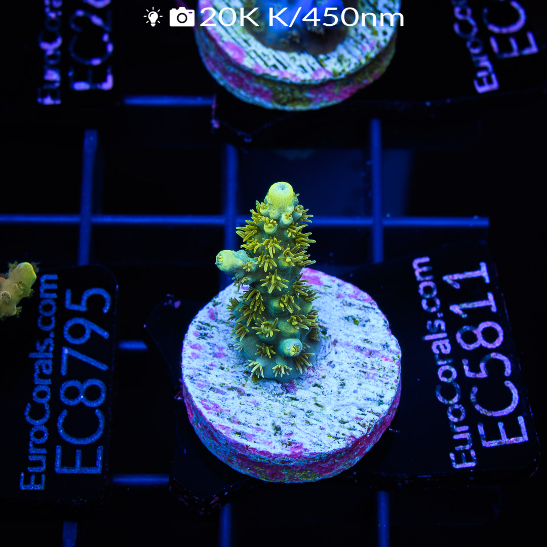 EC Firefly Acro – Euro Corals