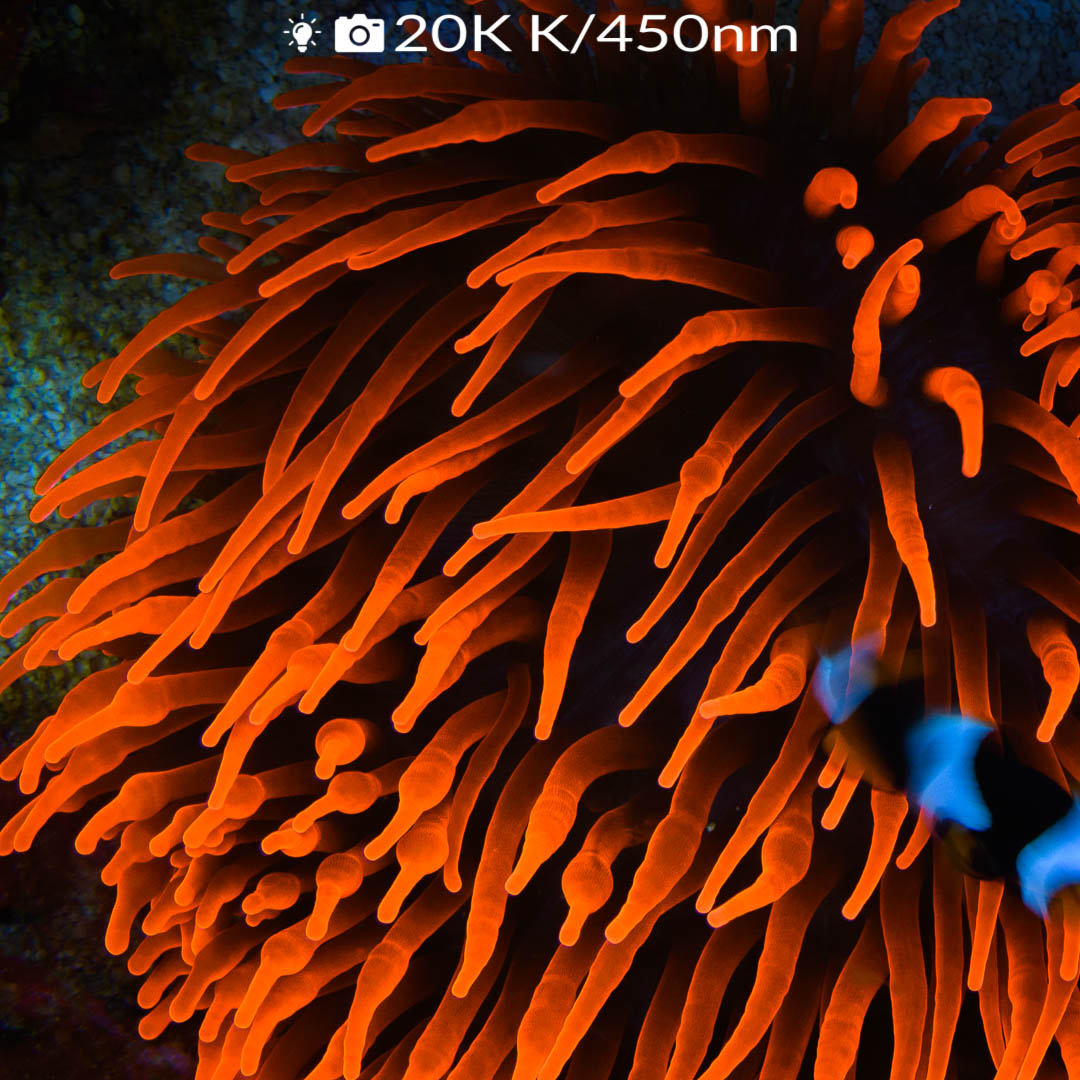 EC Red Rose Bubble Anemon XL – Euro Corals