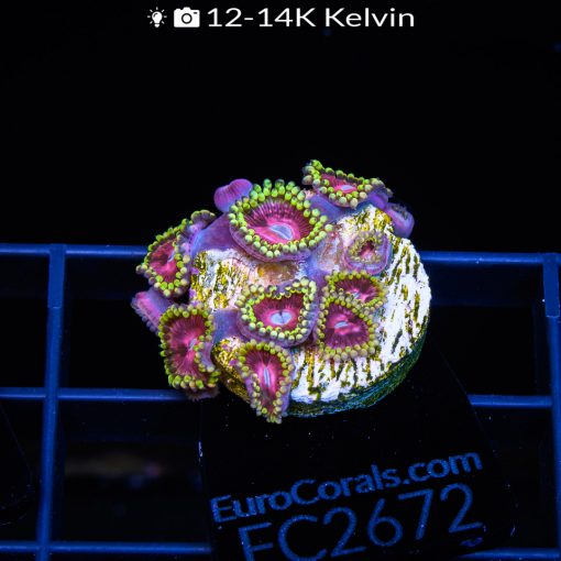 EC Pink Monster Zoa – Euro Corals