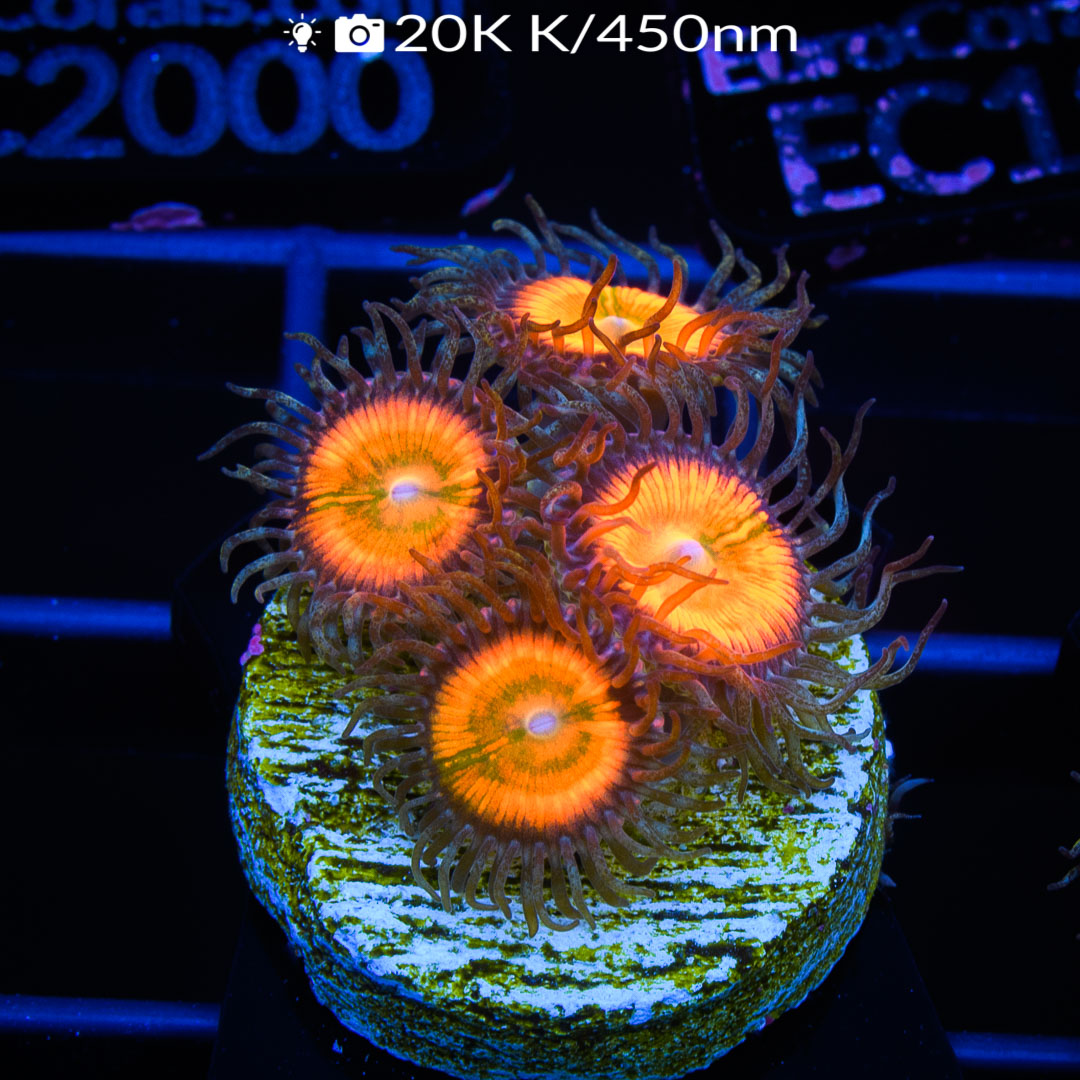 EC Orange Blast Zoa – Euro Corals