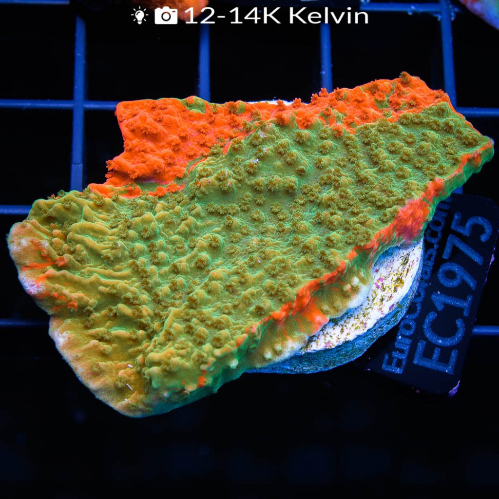 EC Grafted Monti Cap – Euro Corals