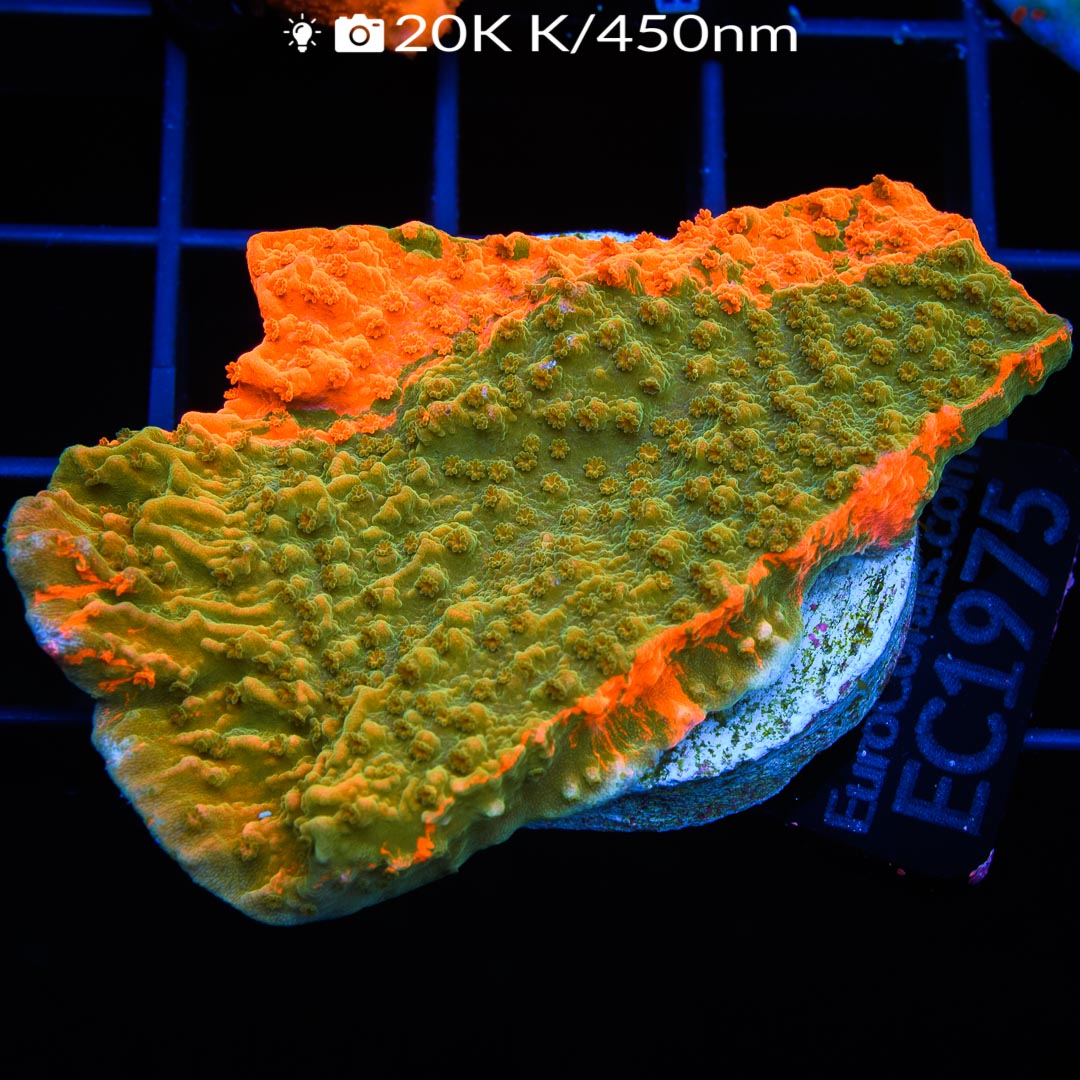 EC Grafted Monti Cap – Euro Corals