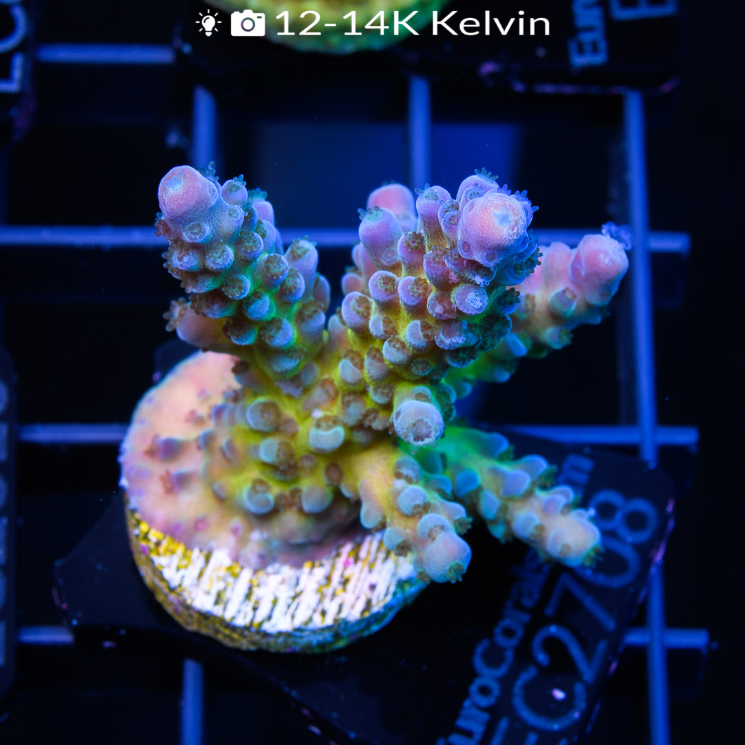EC Electric Miyagi Tort Acro – Euro Corals