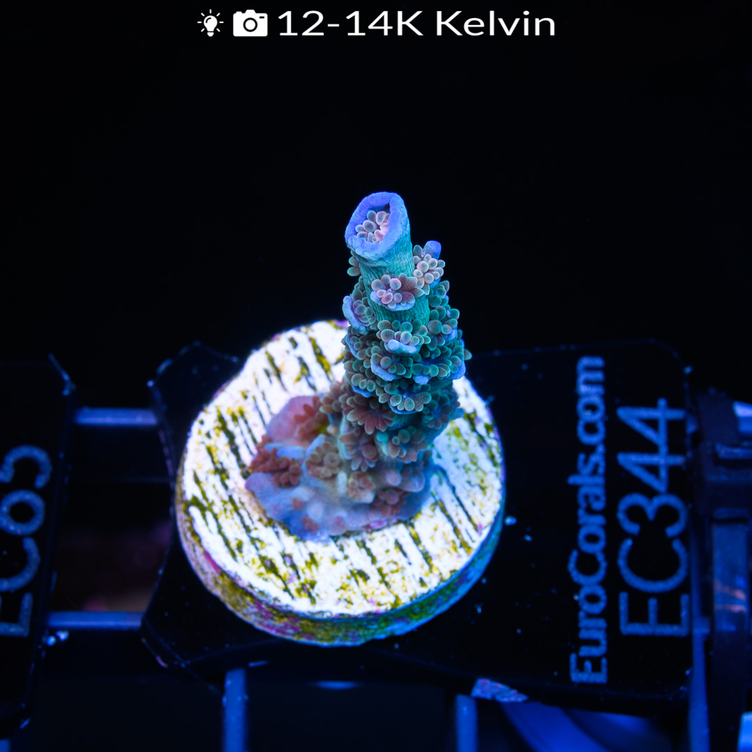 EC WaltDisney Blue Acro – Euro Corals