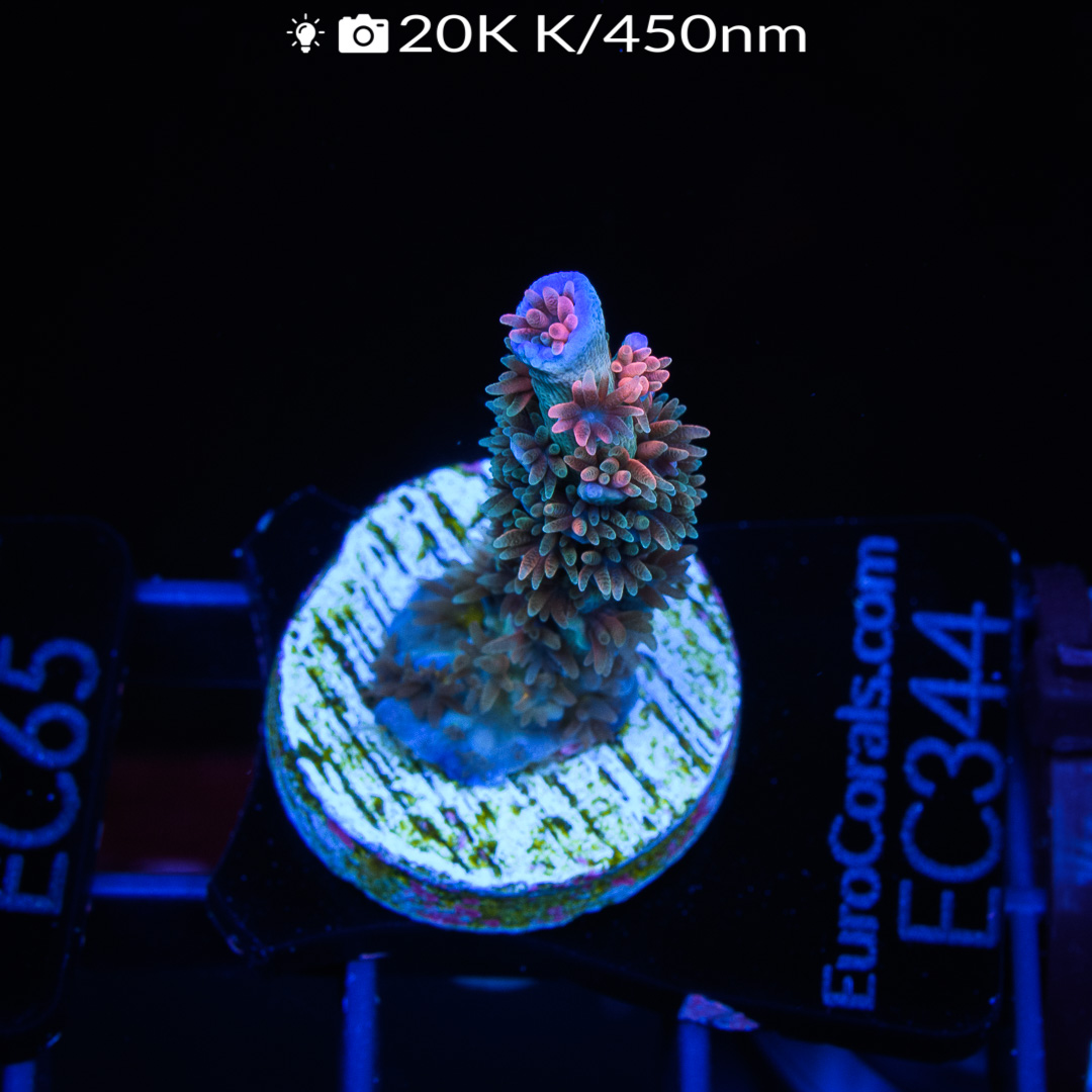 EC WaltDisney Blue Acro – Euro Corals