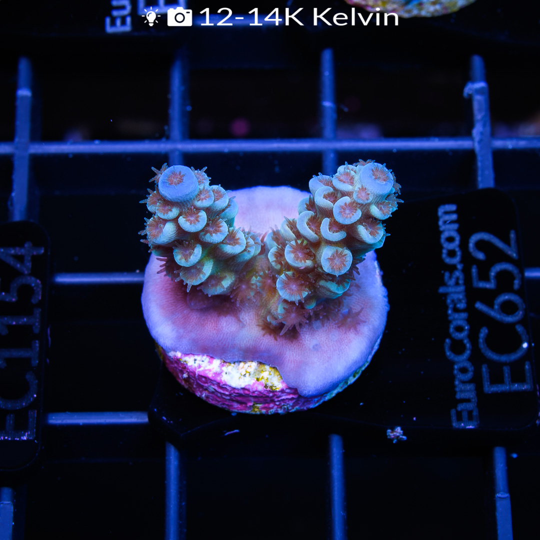 C Orange Passion Tenuis – Euro Corals