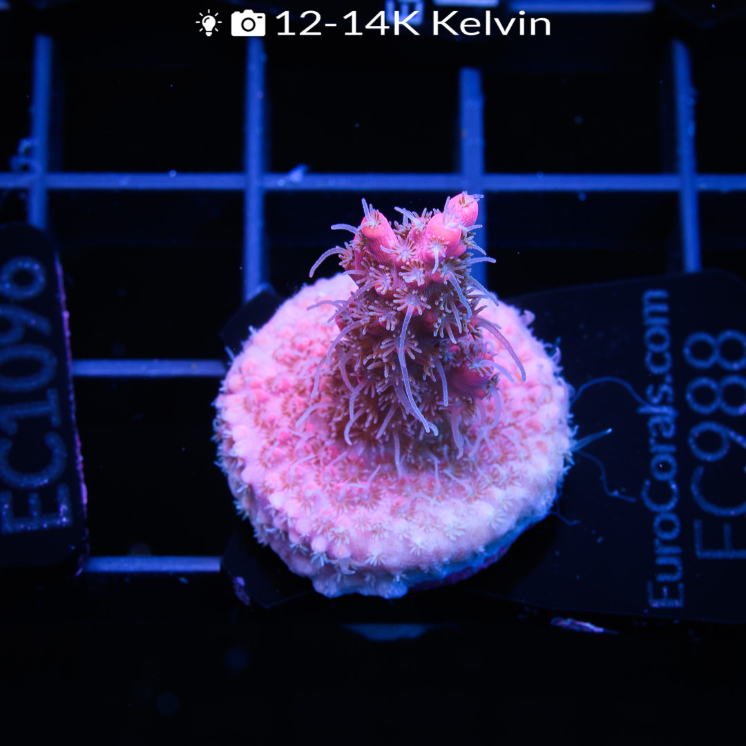 EC Flamingo Acro – Euro Corals