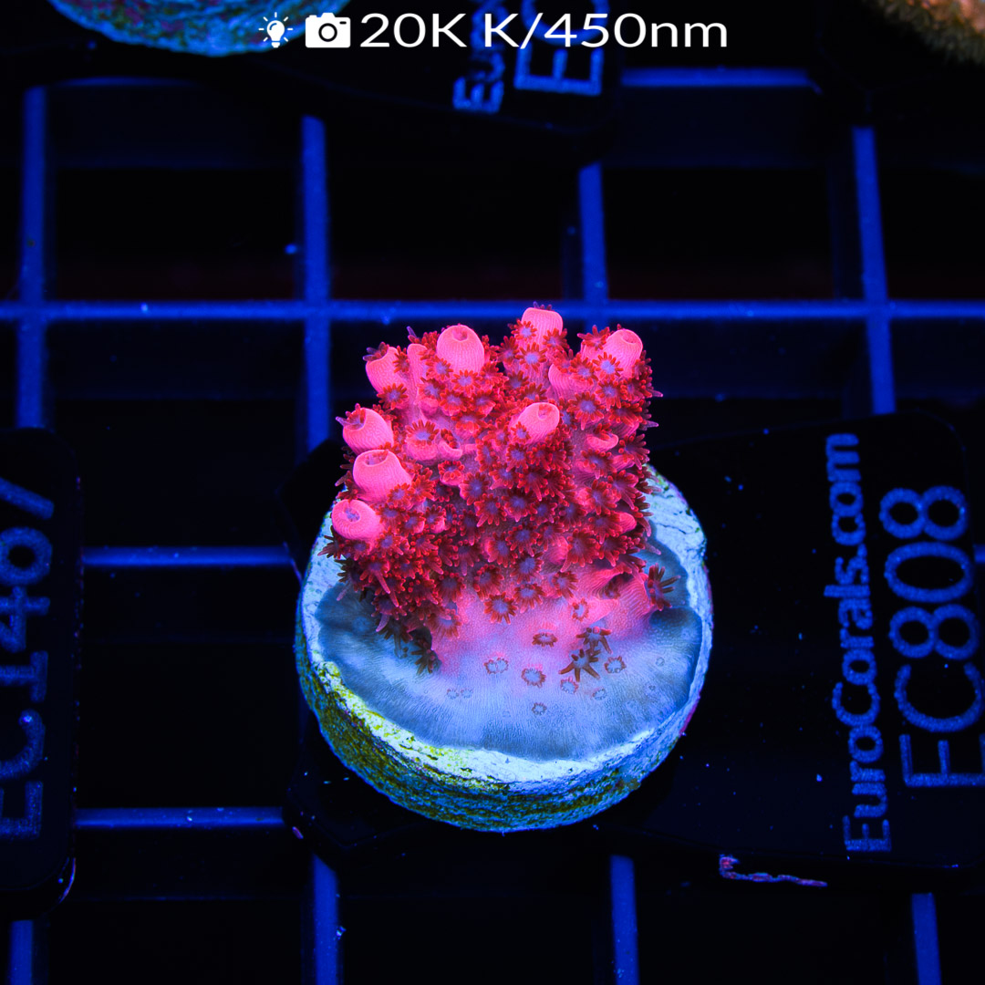 EC Redbull Blue Rim Table Acro ER – Euro Corals