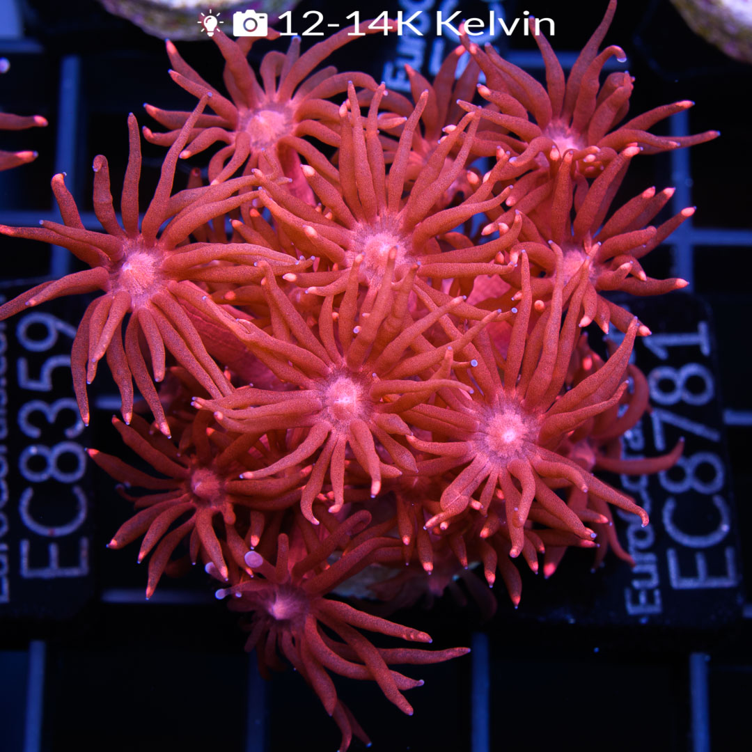EC Jewel Long Polyp Goniopora – Euro Corals