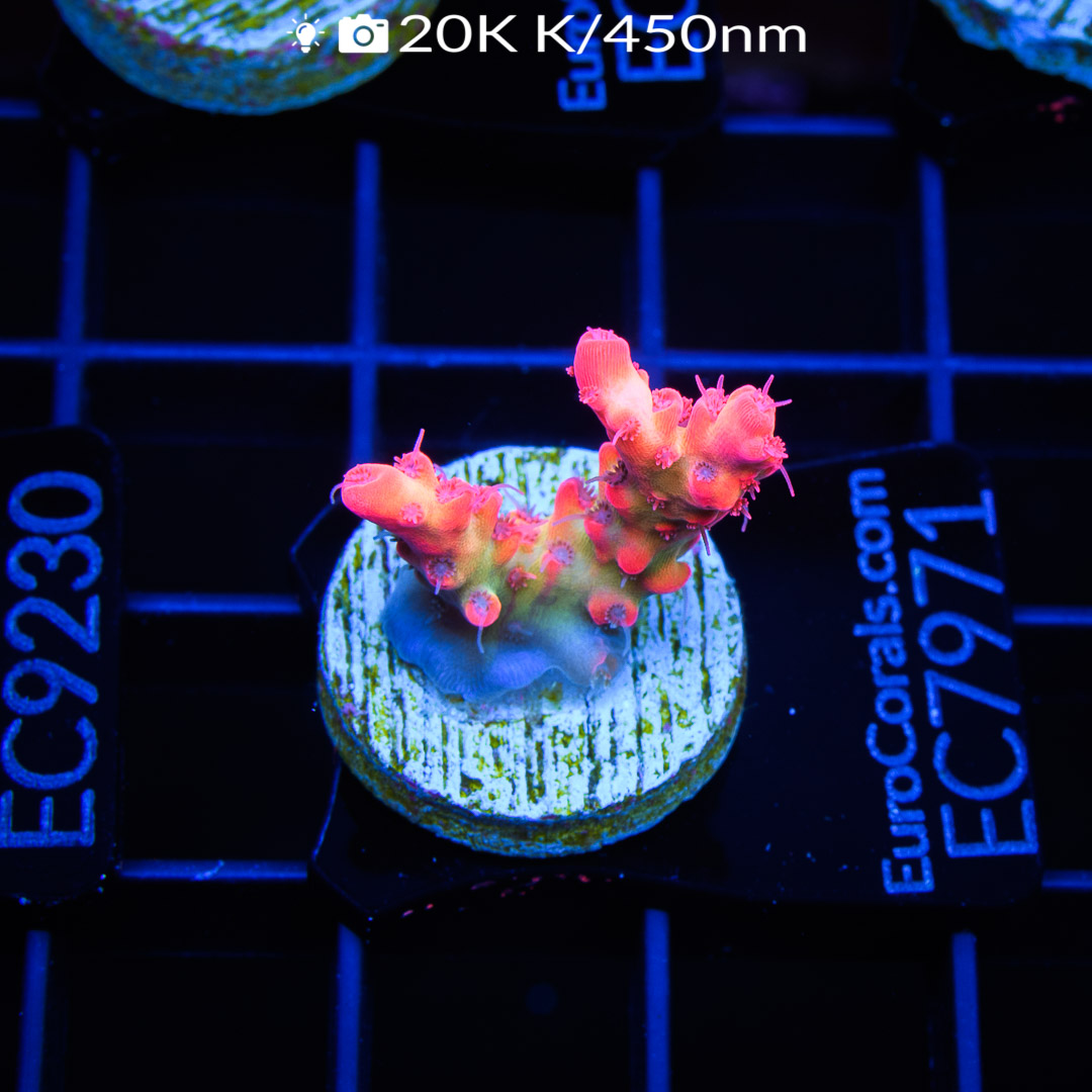 EC Red Devils Acro – Euro Corals