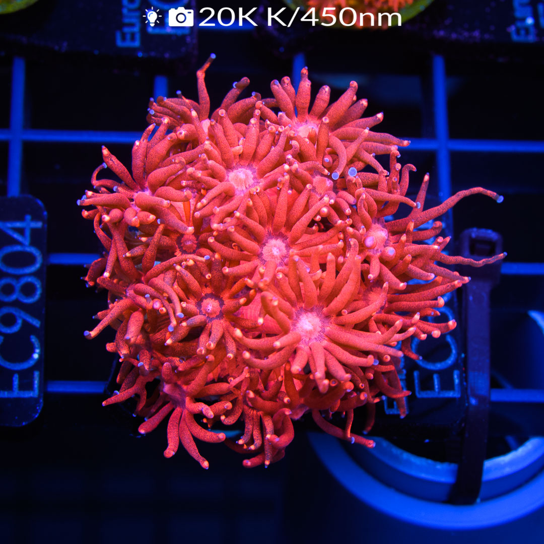EC Jewel Long Polyp Goniopora – Euro Corals
