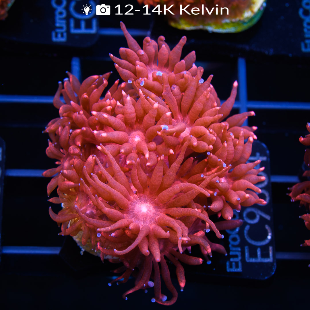 EC Jewel Long Polyp Goniopora – Euro Corals