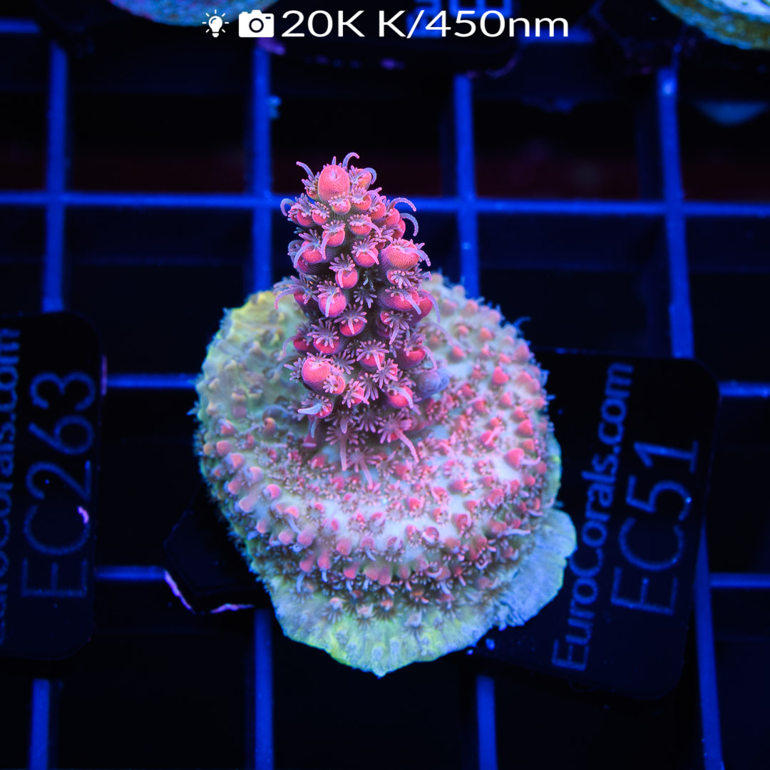 EC Hippie Juice Acro EXTREEM – Euro Corals