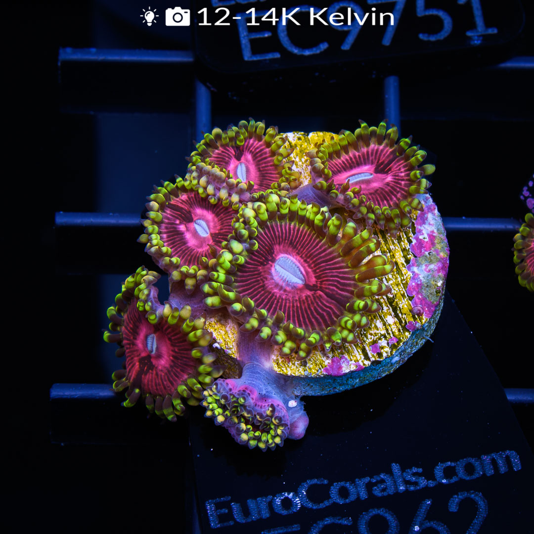 EC Pink Monster Zoa – Euro Corals