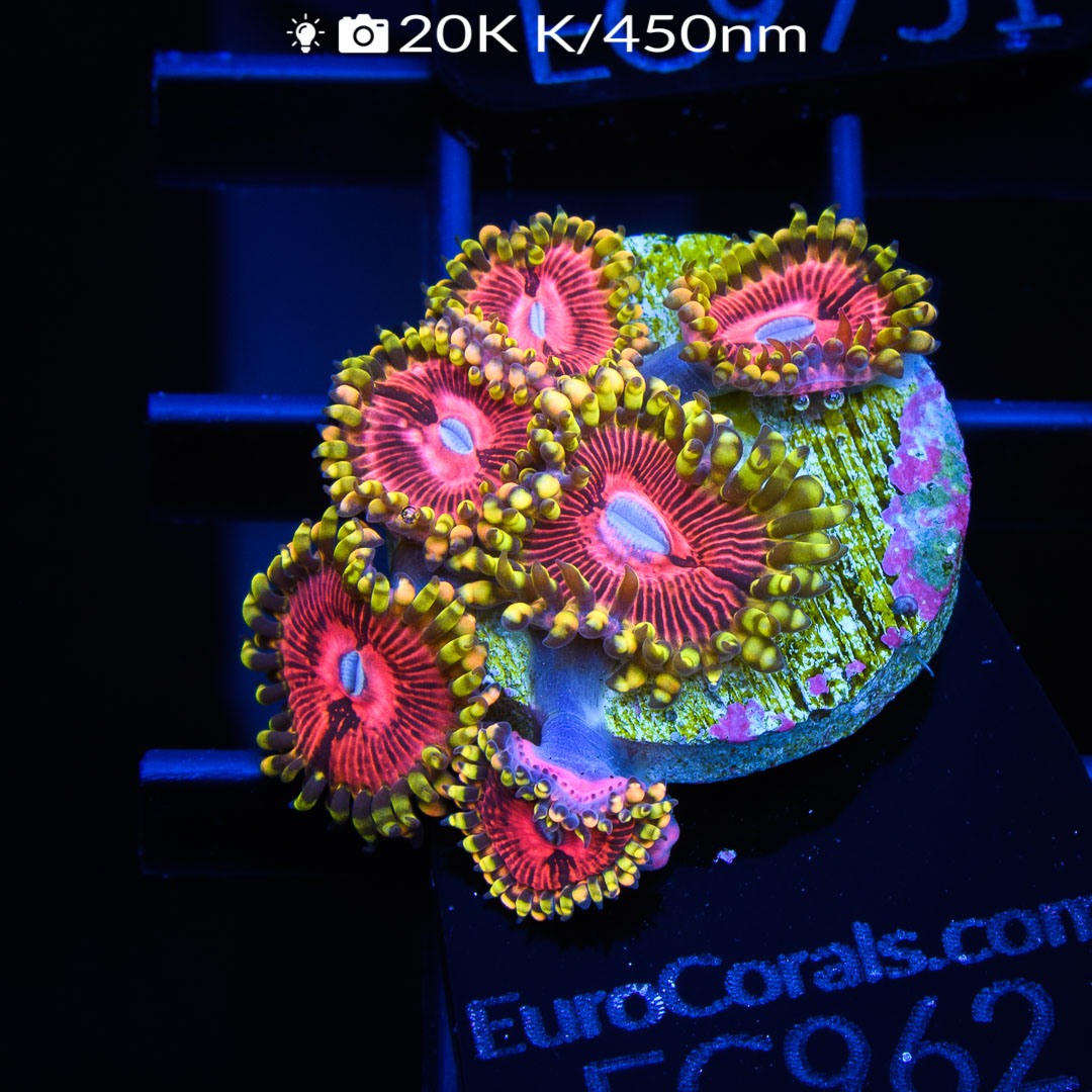 EC Pink Monster Zoa – Euro Corals